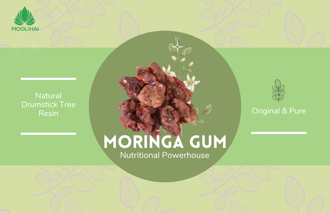 Moringa Gum: Benefits & Uses Of Moringa Gum - Moolihai India