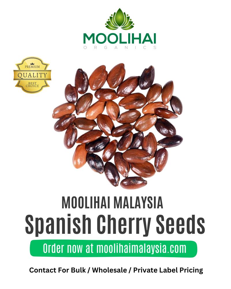 Spanish Cherry Seeds / Magizham Vithai – Moolihai Malaysia