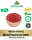 Abrus Precatorius Seeds – Rosary Pea – Gunja – Rakt Gunja – Gurivanta ...