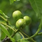 Organic Clearing Nut Powder | Thetran Kottai Powder | Nirmali | Kataka ...