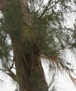 Himalayan Cedar Wood Bark / Cedrus Deodara / Devadari / Deodhar ...