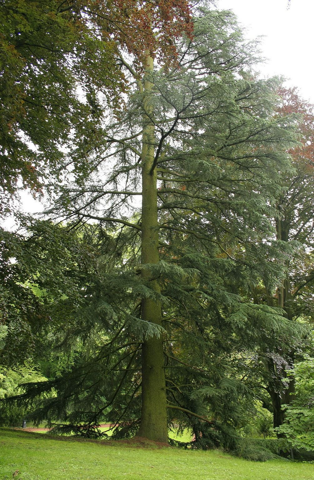 Himalayan Cedar Wood Bark / Cedrus Deodara / Devadari / Deodhar ...