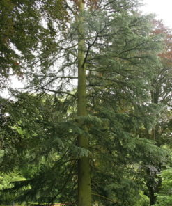 Himalayan Cedar Wood Bark / Cedrus Deodara / Devadari / Deodhar ...