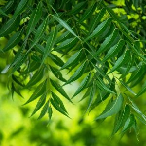 Buy Chinaberry Powder | Mountain Neem | Malai Vembu Powder - Moolihai.com