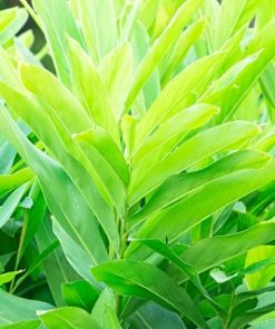 Organic Sitharathai Powder | Kulanjan | Lesser Galangal | Chitharathai ...