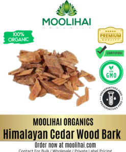 15 Health Benefits Of Deodar (Devadaru / Cedrus Deodara) - Moolihai.com