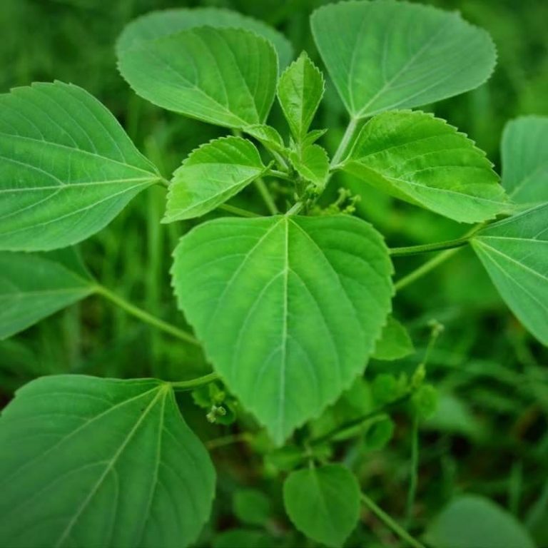 Uses & Health Benefits Of Kuppaimeni | Acalypha Indica - Moolihai.com