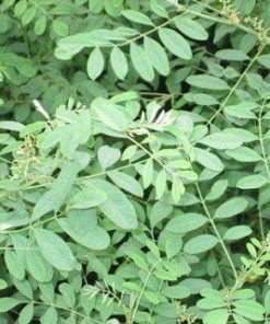 Buy Indian Indigo Powder | Neeli Avuri podi Online - Moolihai.com