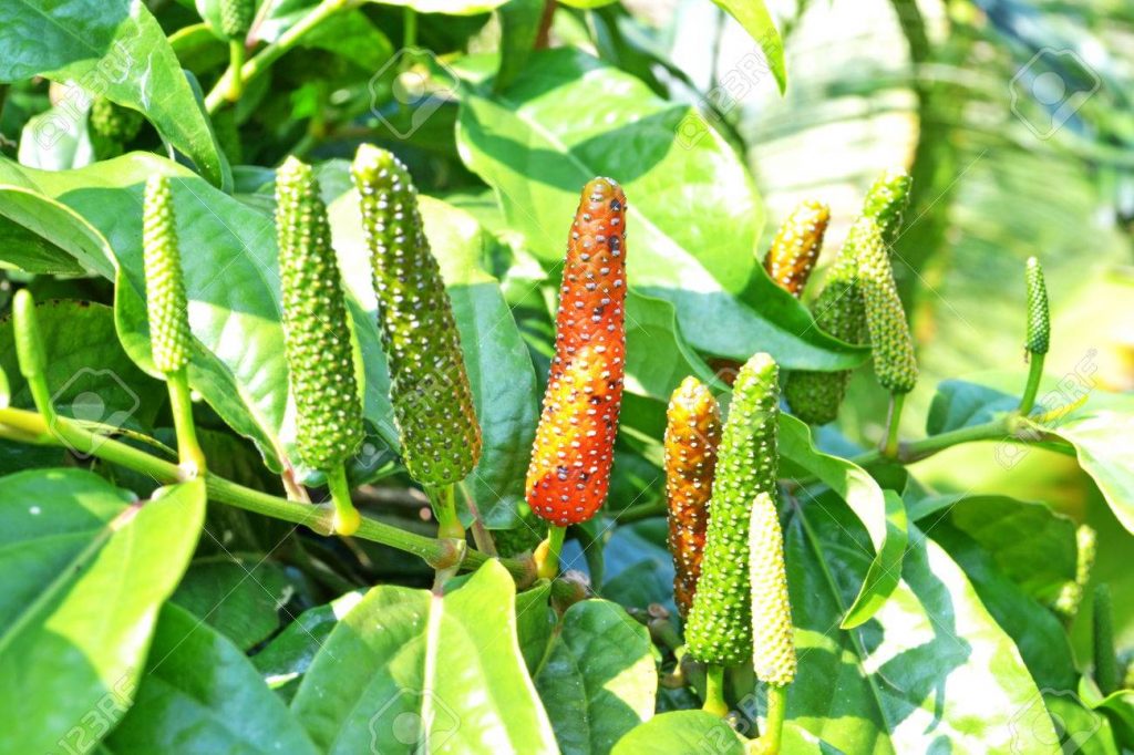 Piper Longum / Indian Long Pepper / Kandan Thipili / Thippili / Pipar ...