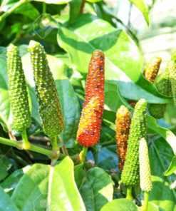 Pippali (Piper Longum, Long Pepper): Health Benefits, Uses, And Side ...