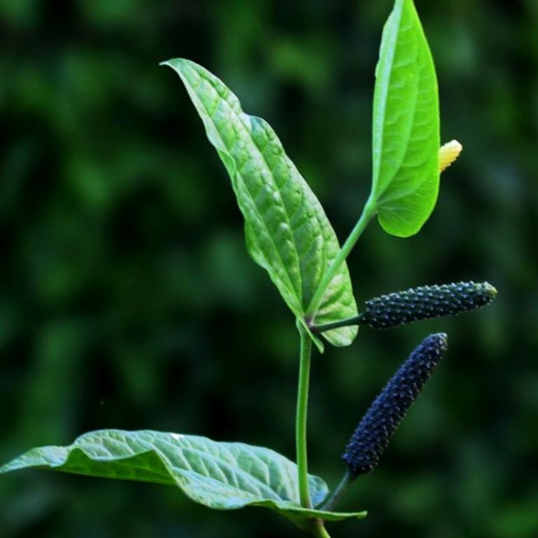 Piper Longum / Indian Long Pepper / Kandan Thipili / Thippili / Pipar ...