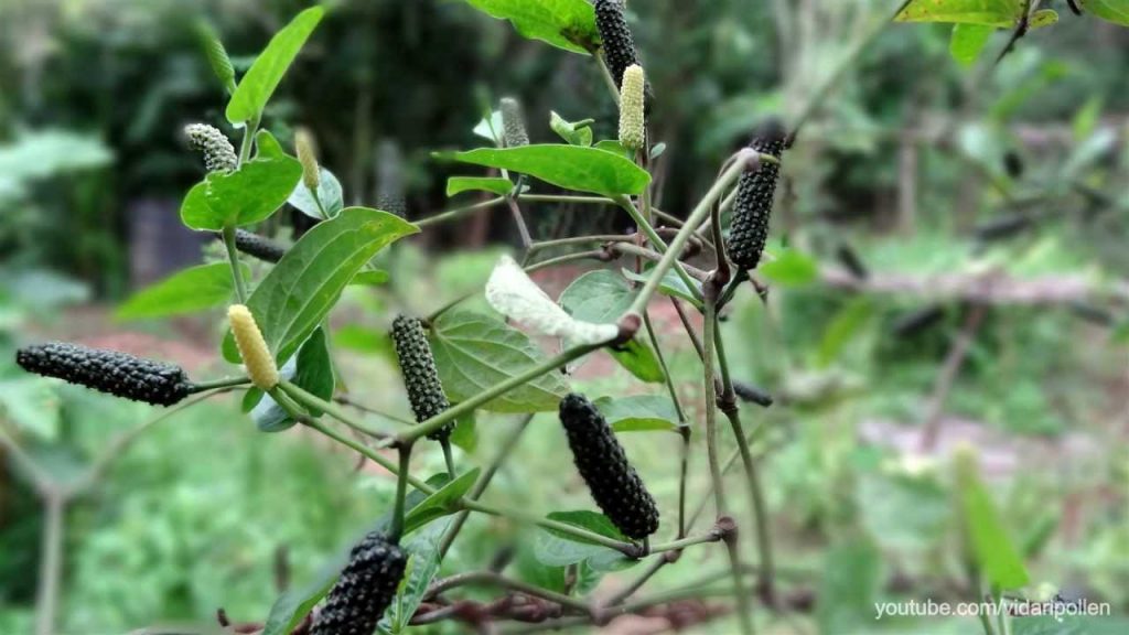 Piper Longum / Indian Long Pepper / Kandan Thipili / Thippili / Pipar ...