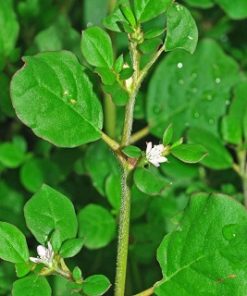 Mookirattai Root Powder | Punarnava Root Powder | Saranai Ver Powder