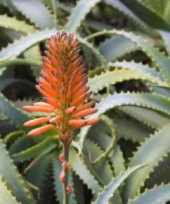Aloe Vera Powder | Sothu Katralai | Natural India Aloes - Moolihai.com