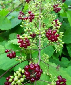 Jatamansi (Spikenard) - Jatamansi Musk Root - Balchad - Nardostachys ...