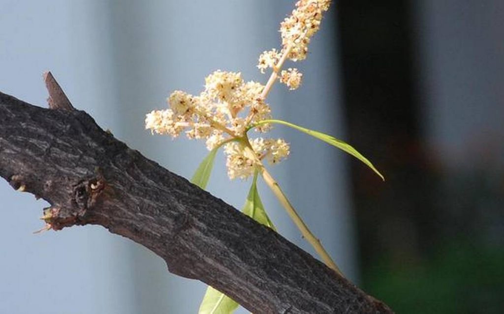 Buy Maamarathu Pattai | Mango Bark Powder Online - Moolihai.com