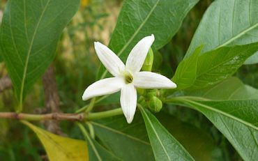 Buy Manjanathi Ilai / Nuna Leaves Dried / Morinda Tinctoria / Indian ...