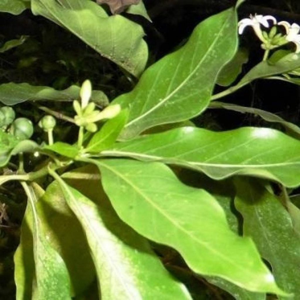 Buy Manjanathi Ilai / Nuna Leaves Dried / Morinda Tinctoria / Indian ...