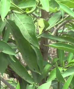 Buy Manjanathi Ilai / Nuna Leaves Dried / Morinda Tinctoria / Indian ...