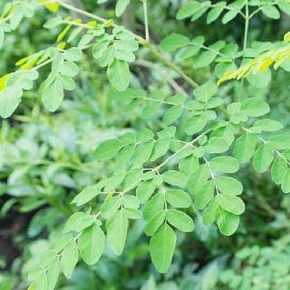 Buy Drumstick Tree Resin | Moringa Oleifera | Murungai Pisin - Moolihai.com