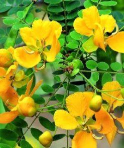 Tanner Tree Gum | Neotea Aavaram Pisin | Tarwar Phool - Moolihai.com