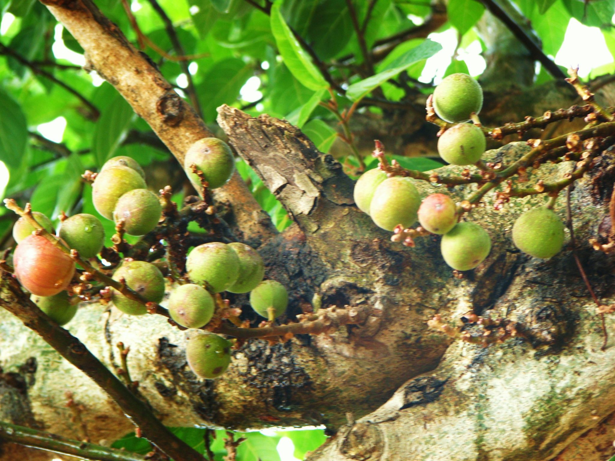 Arasa Vithai / Sacred Fig Dried Seed - Moolihai.com