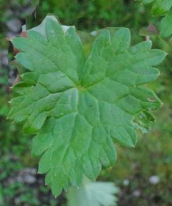 15 Health Benefits and Uses of Ativisha (Aconitum heterophyllum)