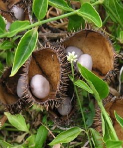 Nicker Nut Powder | Kalarchi Kaai | Bonduc Nut | Fever Nut - Moolihai.com