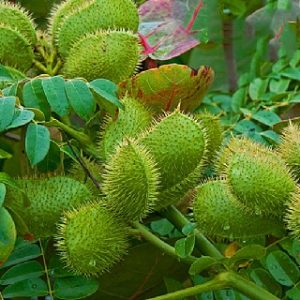 Nicker Nut Powder | Kalarchi Kaai | Bonduc Nut | Fever Nut - Moolihai.com