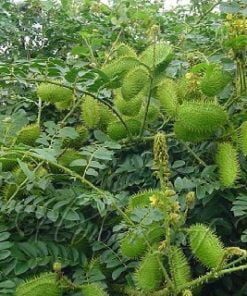 Nicker Nut Powder | Kalarchi Kaai | Bonduc Nut | Fever Nut - Moolihai.com