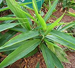 Chitharathai / Sitharathai / Lesser Galangal Dried - Moolihai.com