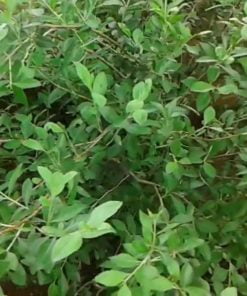 Buy Henna Leaves Dried | Maruthani ilai Online - Moolihai.com