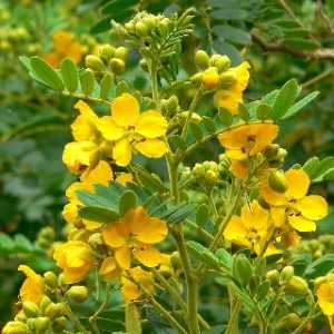 Buy Indian Indigo Powder | Neeli Avuri podi Online - Moolihai.com