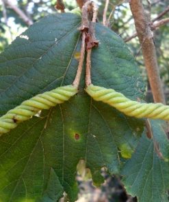 Dried Indian Screw Tree Fruit (Valampuri Kaai) | Indian Screw Tree ...