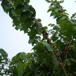 Dried Indian Screw Tree Fruit (Valampuri Kaai) | Indian Screw Tree ...