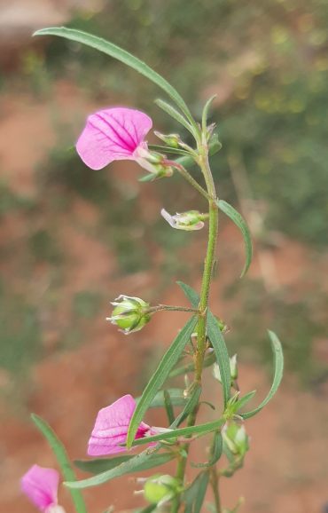 Orithal Thamarai / SpadeFlower Dried - Moolihai.com