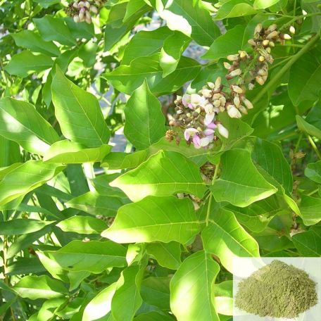 Buy Punga Poo | Punga Oil Tree Flower Powder Online - Moolihai.com