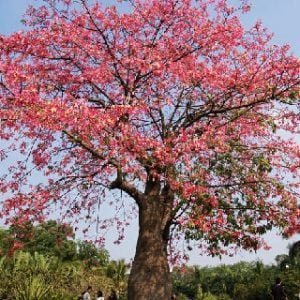 Silk Cotton Tree Gum | Bombax Ceiba | Ilavam Pisin | Moolihai.com