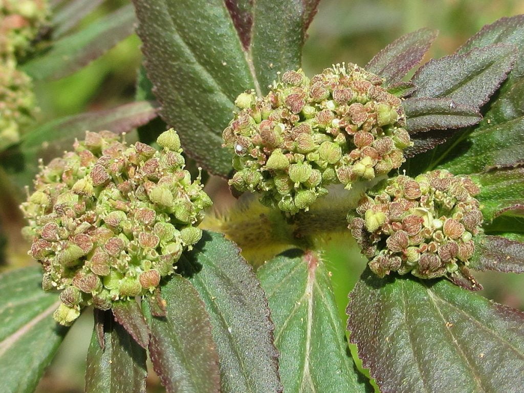 Buy 100% Herbal & Natural Amman Pacharisi / Snake Weed / Euphorbia ...