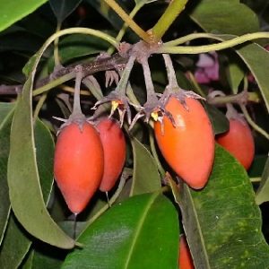 Spanish Cherry Seeds (Magizham Vithai) - 5.2 Oz (145 Gm) - Mimusops ...