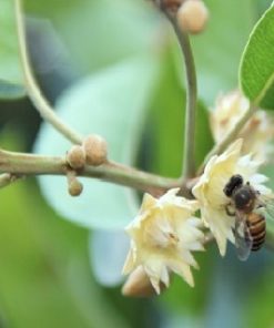 Incredible Health Benefits of Spanish Cherry | Mimusops Elengi - Moolihai