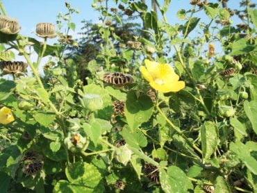 Buy Dried Thuthi | Indian Mallow Leaves | Abutilon Indicum - Moolihai.com