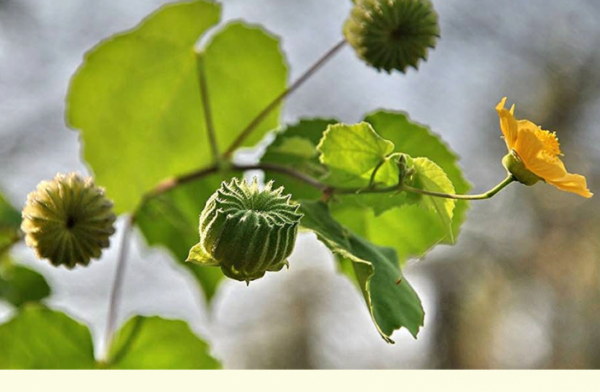 Buy Dried Thuthi Ilai Online | Dried Indian Mallow Leaves Moolihai.com