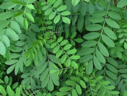 Buy Indigo Powder Online | Neeli Avuri Powder Online - Moolihai.com