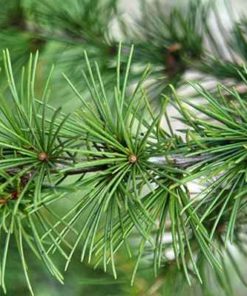 Buy Himalayan Cedar Powder | Devatharu Online - Moolihai.com