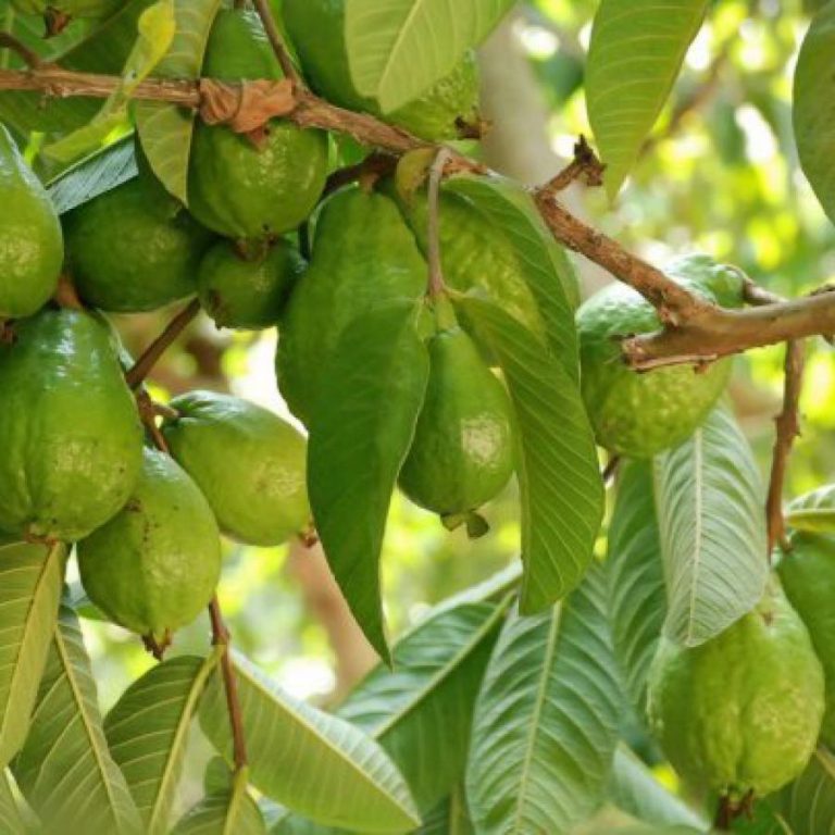 Buy Koyya Ilai | Guava Leaves Powder Online - Moolihai.com