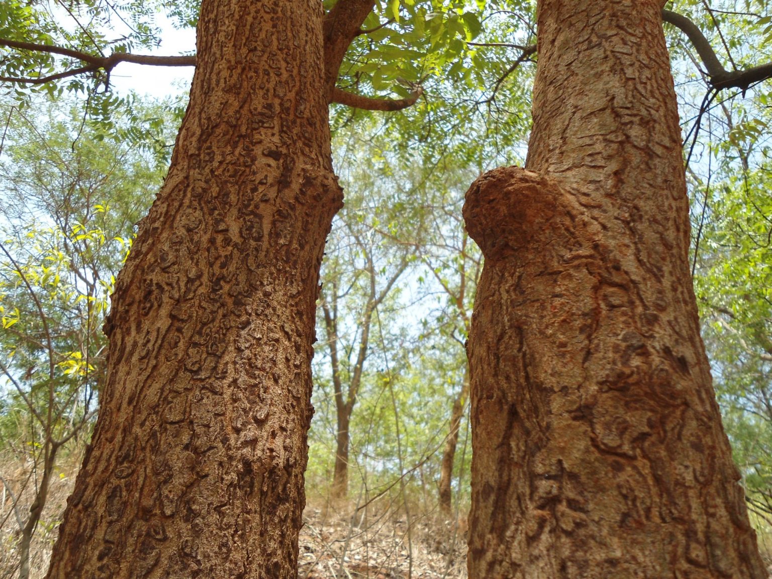 Buy Veppam Pattai / Neem Bark Dried / Ariyaveppu / Azadirachta Indica ...