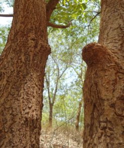 10 Amazing Medicinal Benefits Of Neem - Moolihai.com