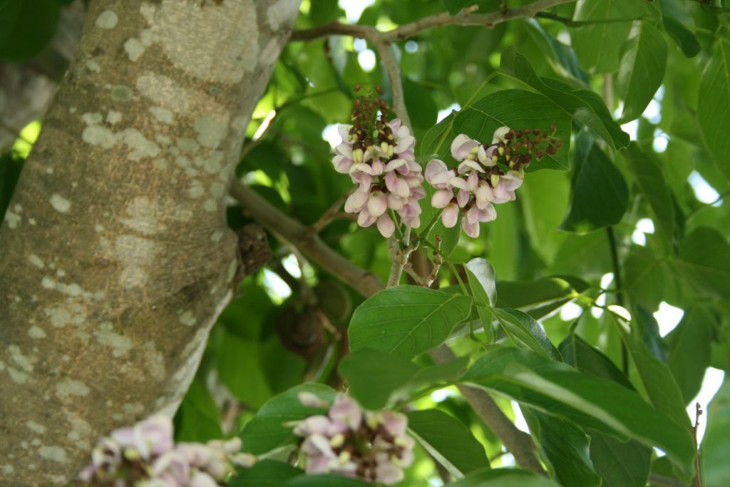 Neotea Pungai, Pongamia Pinnata, Pungai Flower Powder - Moolihai.com