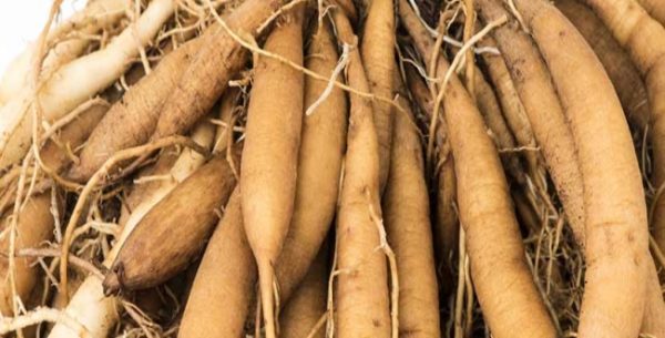 Thaneer Vittan Kilangu / Shatavari / Satavar Powder - Moolihai.com